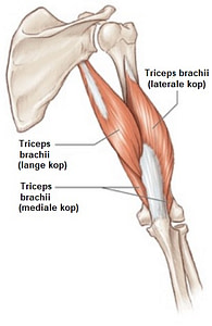 Triceps oefeningen: 3 oefeningen met video's voor triceps als ...